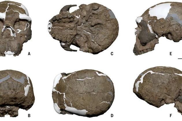 Million-year-old skull from central China rewrites human evolution timeline