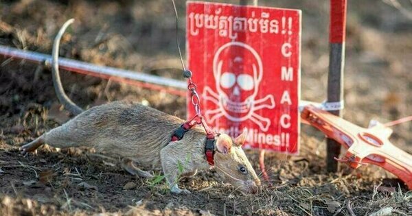 Giant rat wins world record for sniffing out landmines in Cambodia