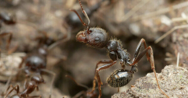 One queen ant, two species: the discovery that reshapes what 'family ...