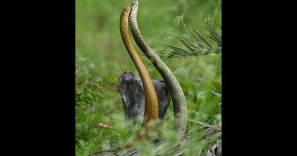 Asia Album: Two male rat snakes in combat dance in India
