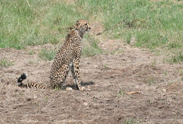 MP: Namibian cheetas make their first hunt in Kuno park