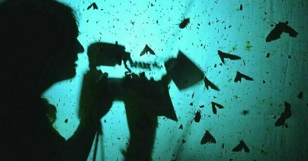 It's miller moth season in Colorado - an entomologist explains why they ...
