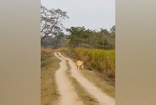 Assam: Rare 'golden tiger' spotted in Kaziranga National Park