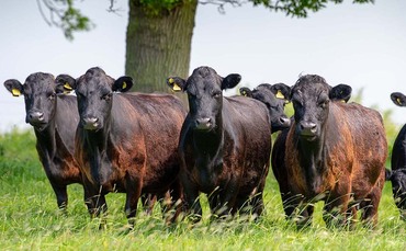 Branding key to beef value chain | Farm News | Farmers Guardian