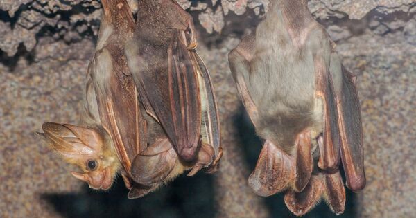 Rhodes Ridge Iron Ore Project: Environmental Impact Assessment Update