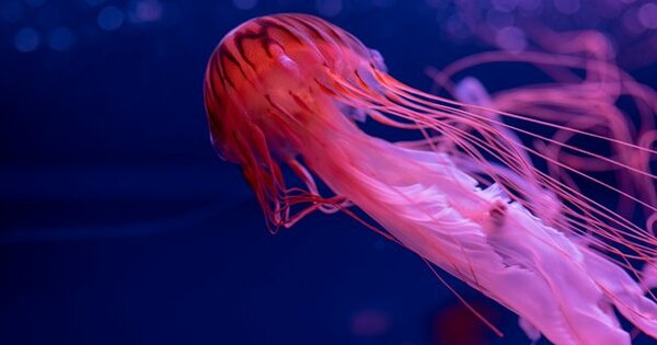 Curious Kids: How do jellyfish find their food -- and how do they poop?
