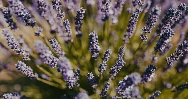 Beyond lavender marriages: What queer unions and relationships can ...