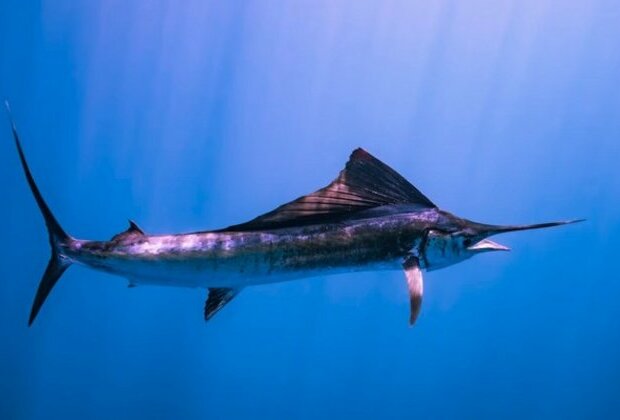 Here's how the fastest fish hunts its prey