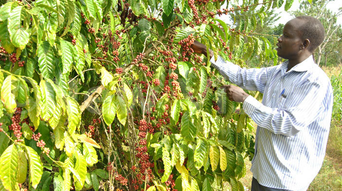 Drought resistant coffee cultivars to be developed - New Vision Official