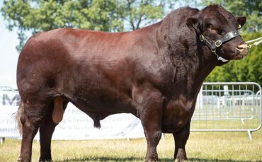 Lincoln Red bull claims beef inter-breed title at Lincolnshire Show ...