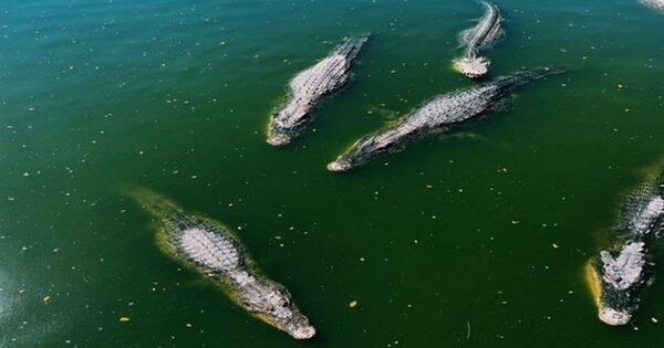 Research reveals global warming spawned the age of reptiles