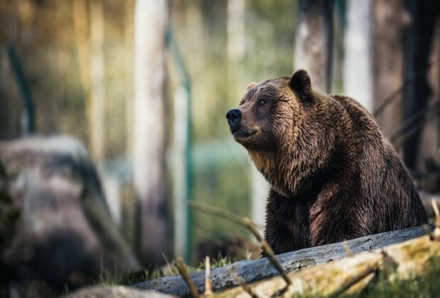 Study finds that carnivore gut microbes offer insight into health of wild ecosystems