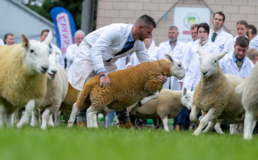 Suffolk steals the show at the Royal Welsh | Farm News | Farmers Guardian