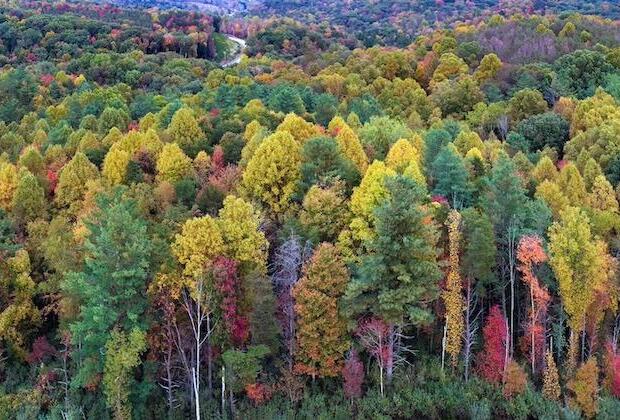 Carbon sequestration could begin in Ohio's Wayne National Forest