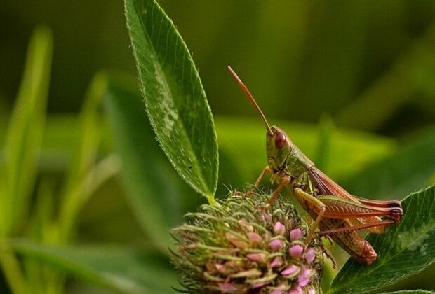 Researchers determine nutritional properties of protein in cricket ...