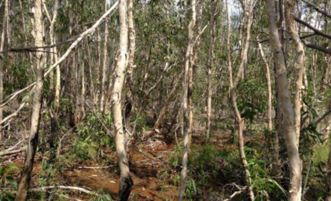 Toms Gully gold the primary plan