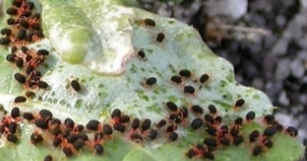 Caution around redlegged earth mite control