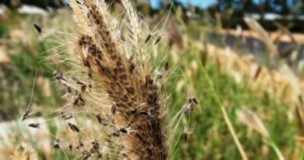 Feathertop Rhodes grass glyphosate resistant and on the move
