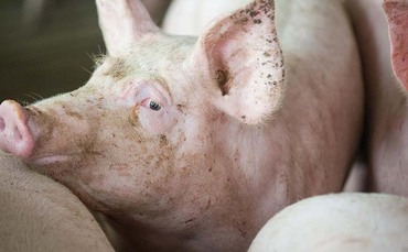 Locals launch campaign to block pig and poultry 'mega farm' | Farm News ...