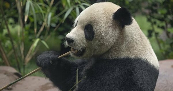 Feature: San Diego Zoo welcomes back beloved pandas on California Panda Day