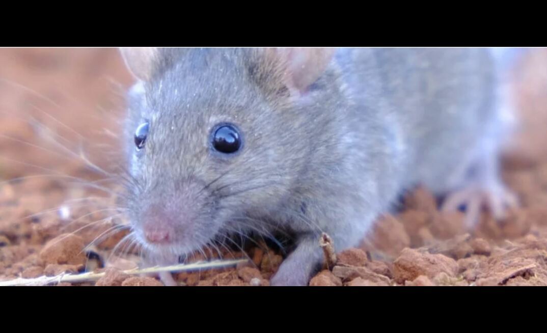 Mouse baiting stewardship improvements announced