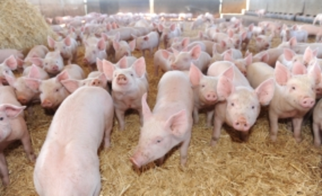 Pork producers picking up productivity on production changes