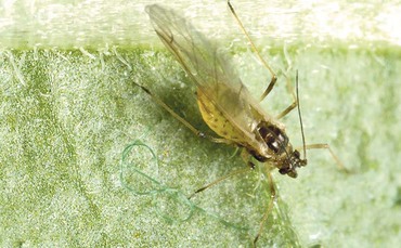 Sugar beet growers advised to check crops for aphids | Farm News ...
