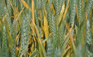 Disease monitoring identifies brown rust and net blotch problems | Farm ...