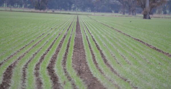 WA crop sowing guide for 2024 now available