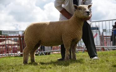 Southdown claims champion at Burwarton | Farm News | Farmers Guardian