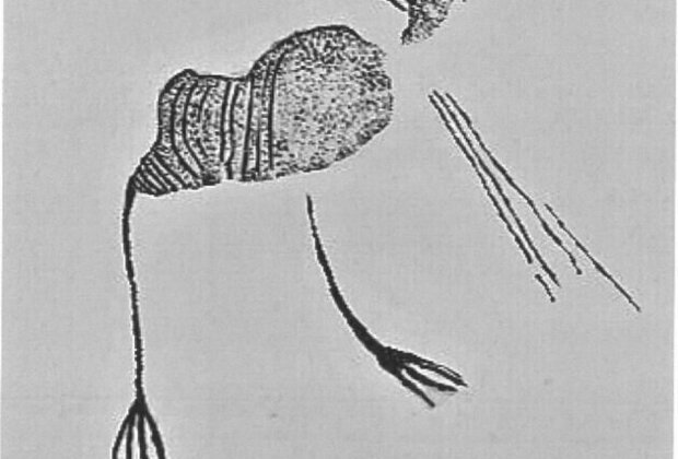 Rock painting is the oldest image of an African rail, a bird that may ...