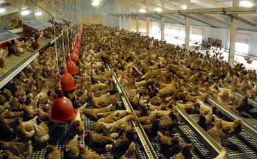 Government needs to work with industry, says poultry chief | Farm News ...