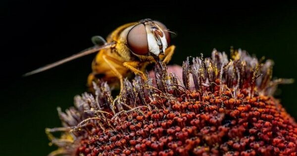 Invasive yellow-legged hornets spotted in US for first time