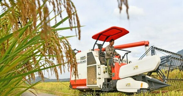 Study reveals 100,000-year evolution from wild to domesticated rice