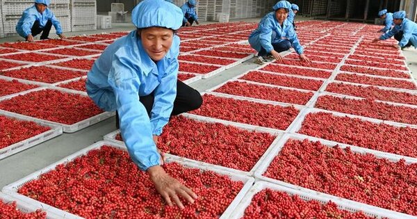 Chinese youth's enthusiasm for health spices up time-honored herbal ...