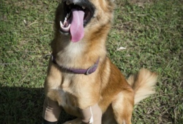 Blade runner legs give maimed Thai dog new lease on life