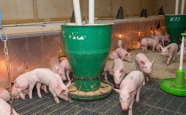 Piglets 'crushed' after £40,000 break-in at Hadleigh Farm Estate | Farm ...