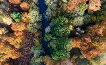 How to create a thriving forest, not box-checking 'tree cover ...