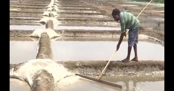 Traditional salt farming dwindling in Goa