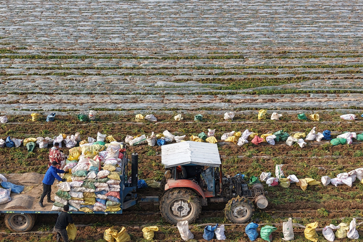 #CHINA-MINOR COLD-FARMING (CN)