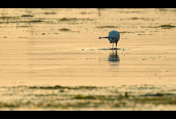 (Hainan Look) Paradise of Wintering Birds