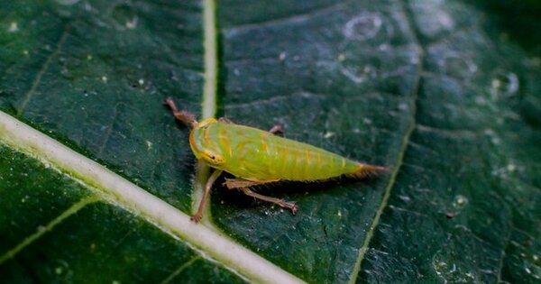 Asia Album: A closer look at insects in Philippine park