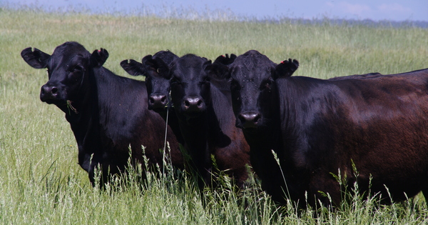 What will US tariffs mean for Aussie red meat?