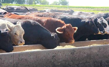 Global beef demand to remain steady despite cost of living | Farm News ...