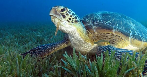 As seas get warmer, tropical species are moving further from the equator