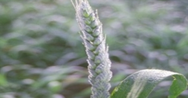Frost susceptibility in wheat and barley