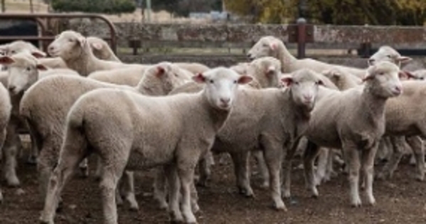 Sheep updates to inspire business success