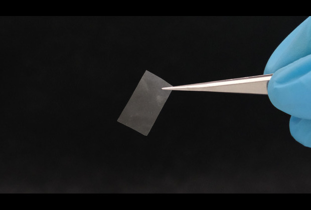 Swiss researchers develop living material from fungi