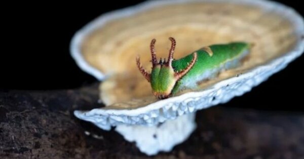 New cancer drug could be developed using mushroom that grows on insects ...