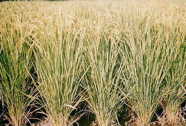 Intermittent irrigation: Grow rice more effeciently - New Vision Official